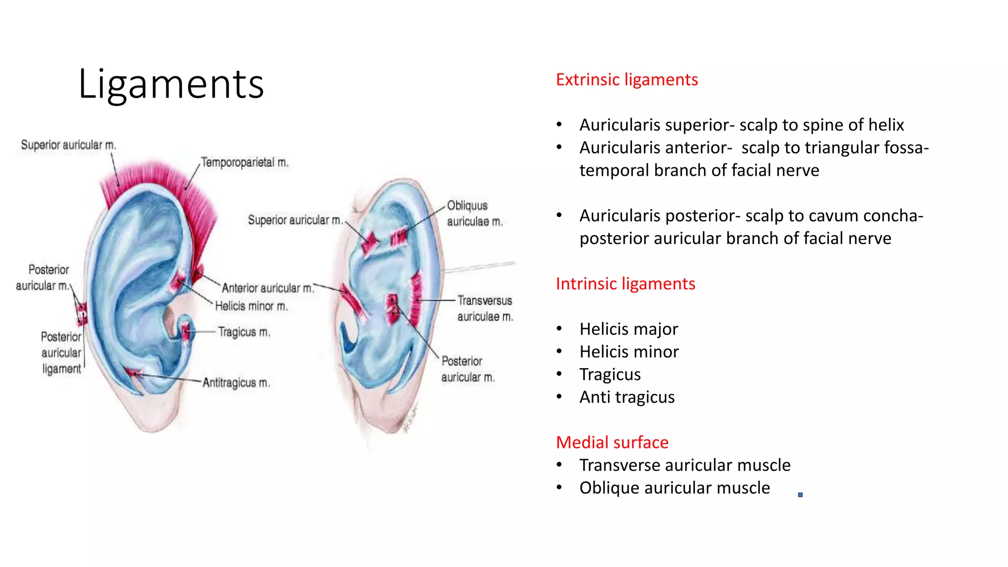 anatomy of external ear ^0 middle ear.pptx