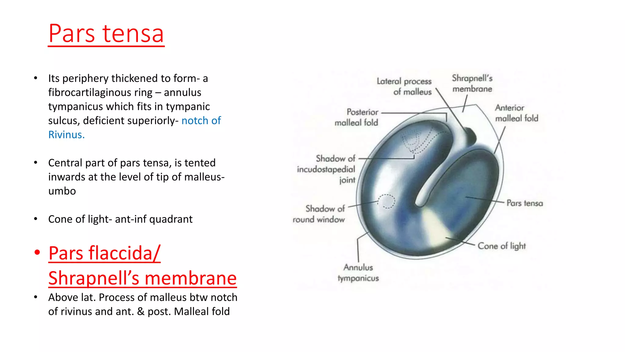 anatomy of external ear ^0 middle ear.pptx