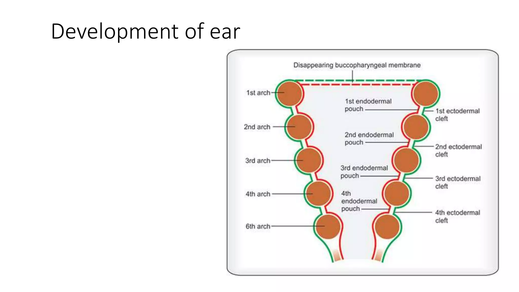 anatomy of external ear ^0 middle ear.pptx