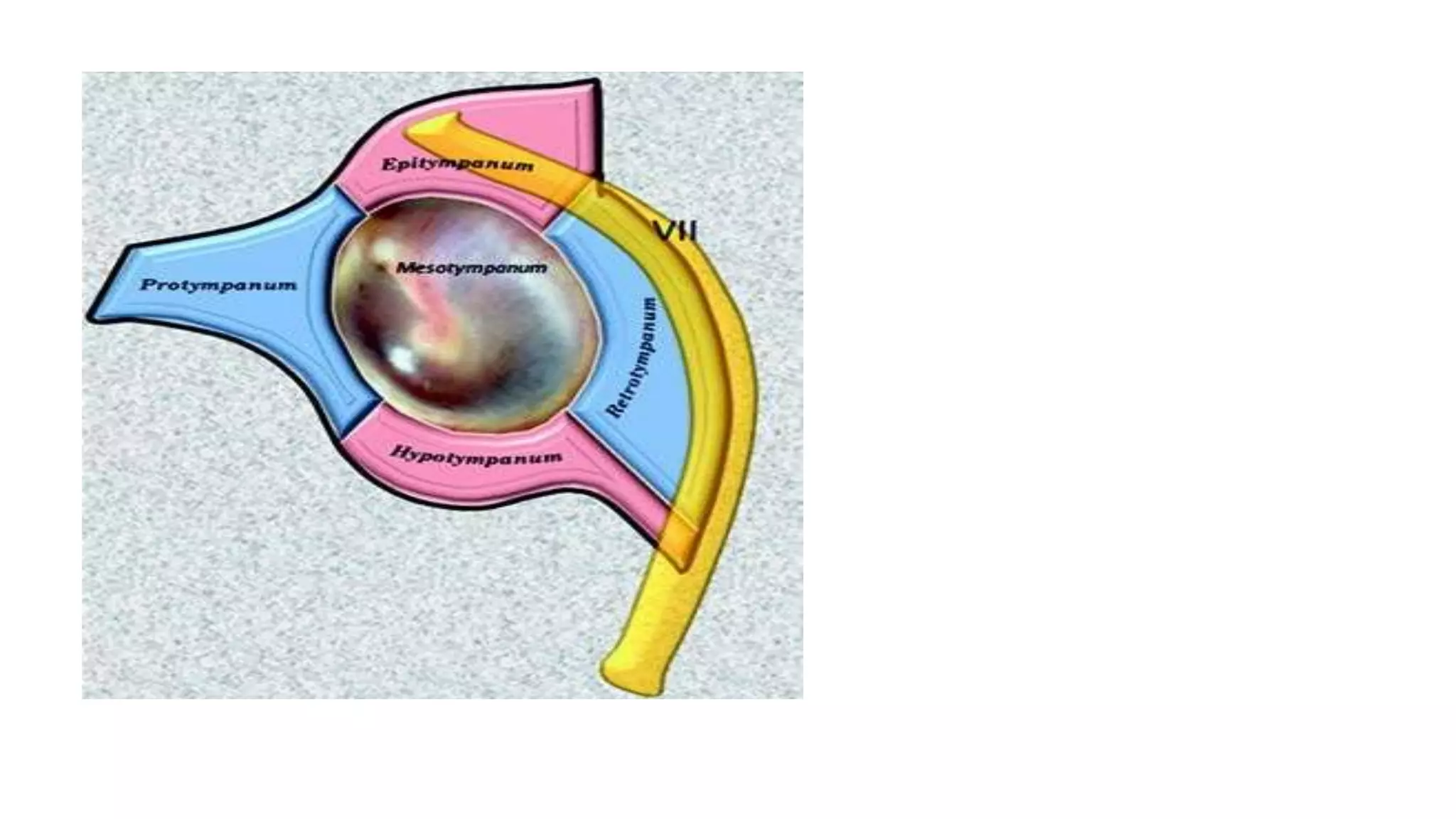 anatomy of external ear ^0 middle ear.pptx