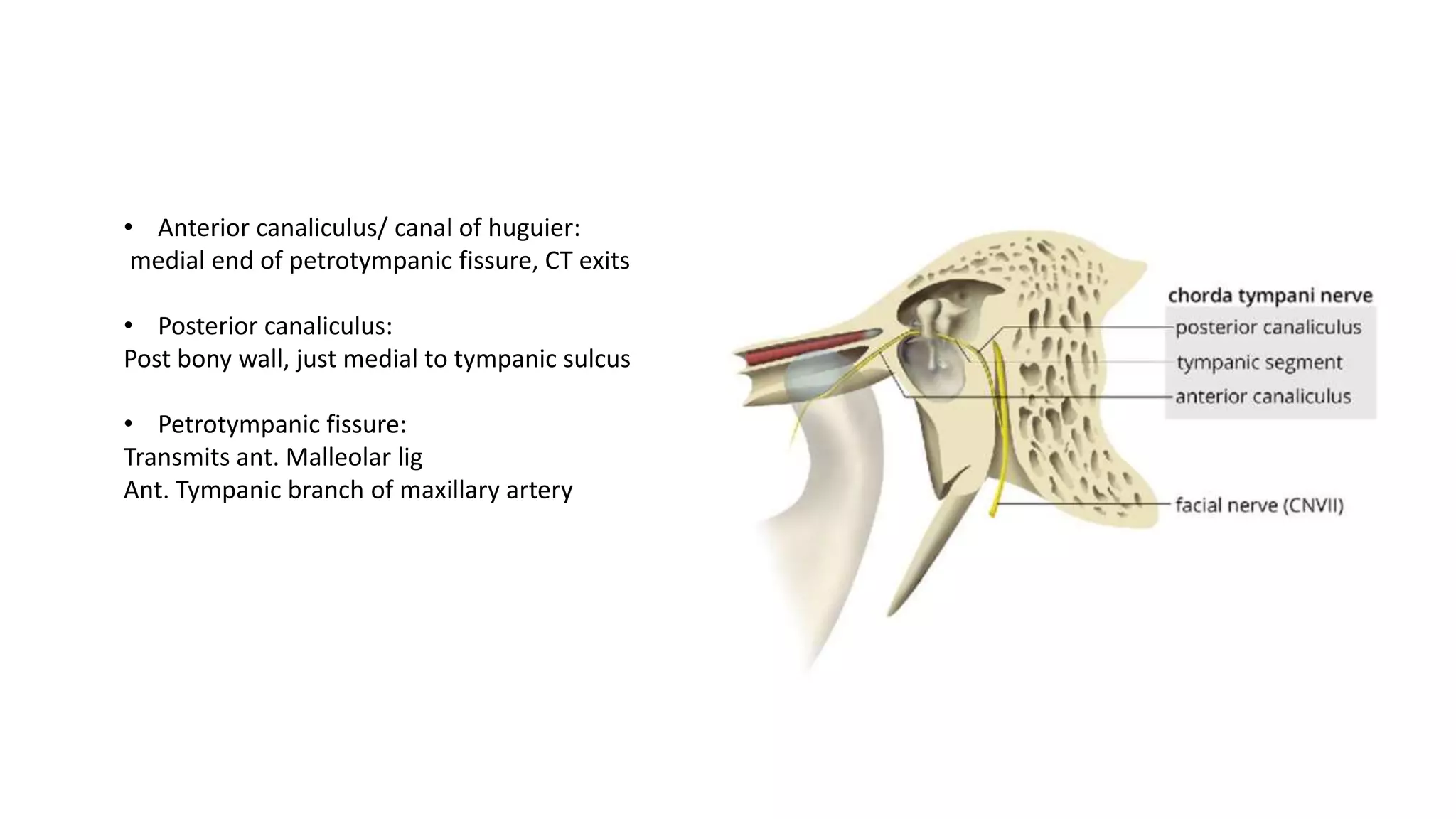 anatomy of external ear ^0 middle ear.pptx