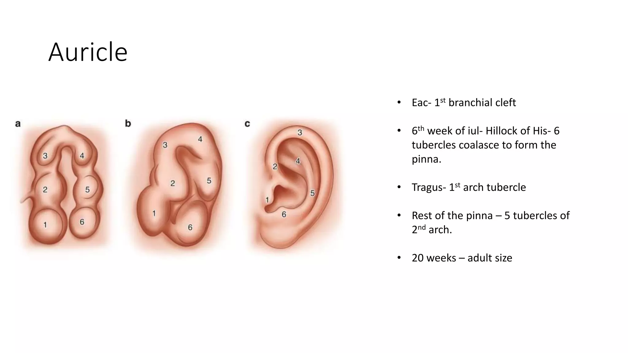 anatomy of external ear ^0 middle ear.pptx