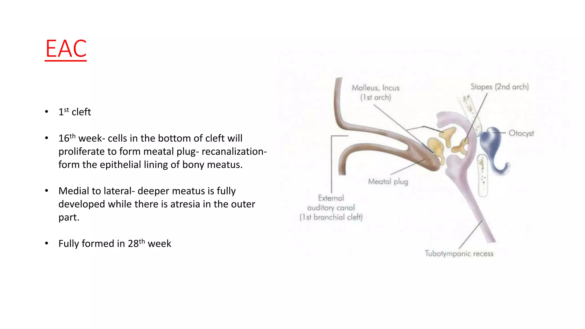 anatomy of external ear ^0 middle ear.pptx