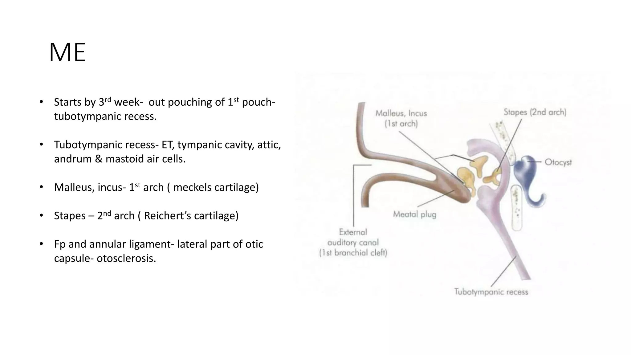 anatomy of external ear ^0 middle ear.pptx