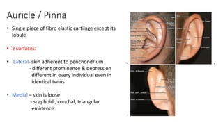anatomy of external ear ^0 middle ear.pptx
