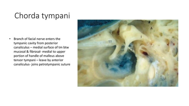 anatomy of external ear ^0 middle ear.pptx