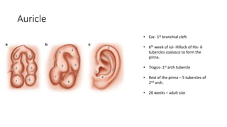 anatomy of external ear ^0 middle ear.pptx