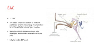 anatomy of external ear ^0 middle ear.pptx