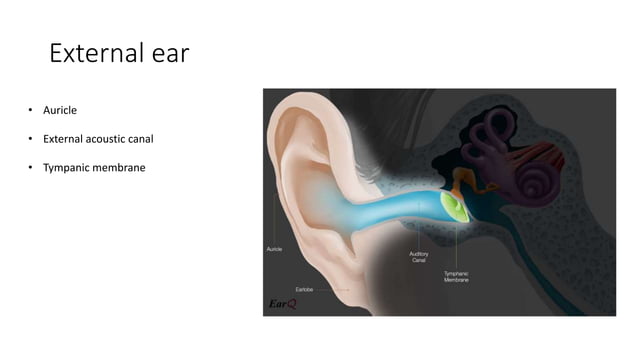 anatomy of external ear ^0 middle ear.pptx