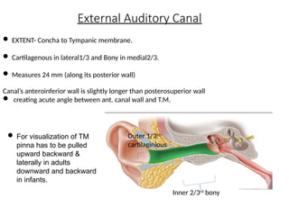Anatomy of External Ear (1).pptx in detail | PPTX