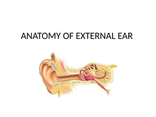 ANATOMY OF EXTERNAL EAR (1).pptx ANATOMY OF EXTERNAL EAR | PPTX