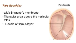 ANATOMY OF EXTERNAL EAR AND MIDDLE EAR.pptx