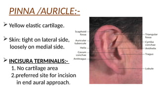 ANATOMY OF EXTERNAL EAR AND MIDDLE EAR.pptx