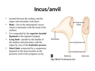 Anatomy of External ear and Middle ear cleft.pptx