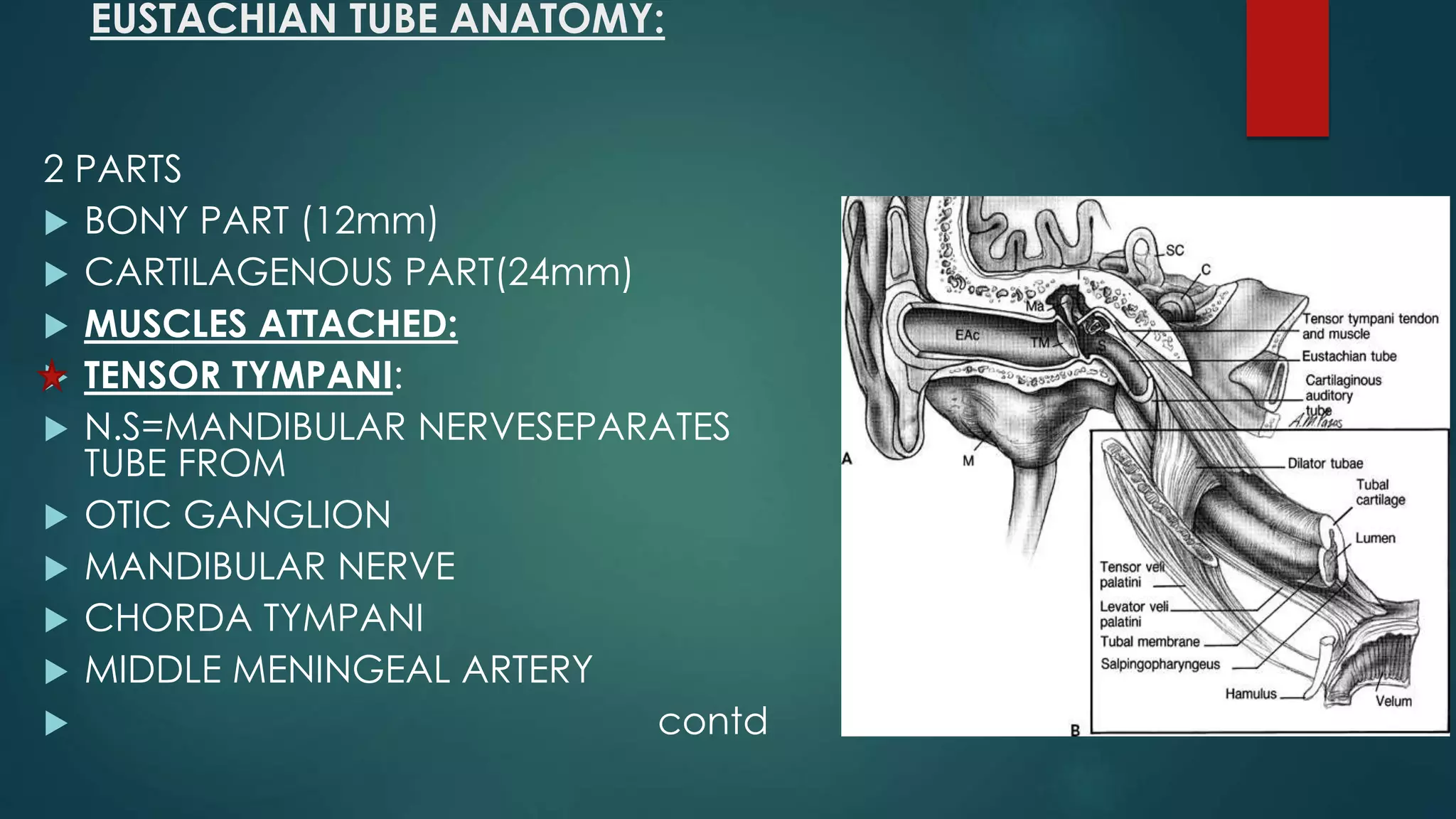 Anatomy of external n middle ear | PPTX