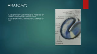 Anatomy of external n middle ear | PPT