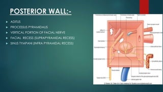Anatomy of external n middle ear | PPT