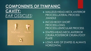 Anatomy of external n middle ear | PPT