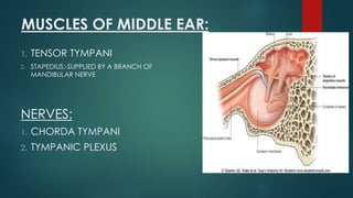 Anatomy of external n middle ear | PPT
