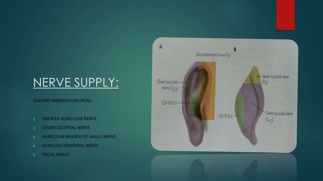 Anatomy of external n middle ear | PPT