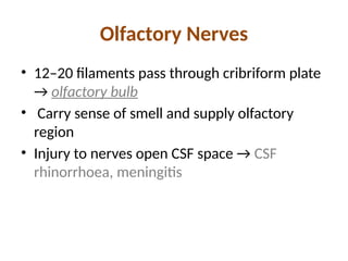 Anatomy of External Nose and blood supply and nerve supply..pptx