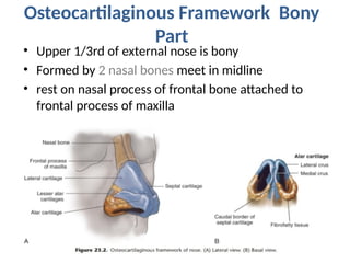 Anatomy of External Nose and blood supply and nerve supply..pptx