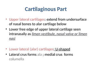 Anatomy of External Nose and blood supply and nerve supply..pptx