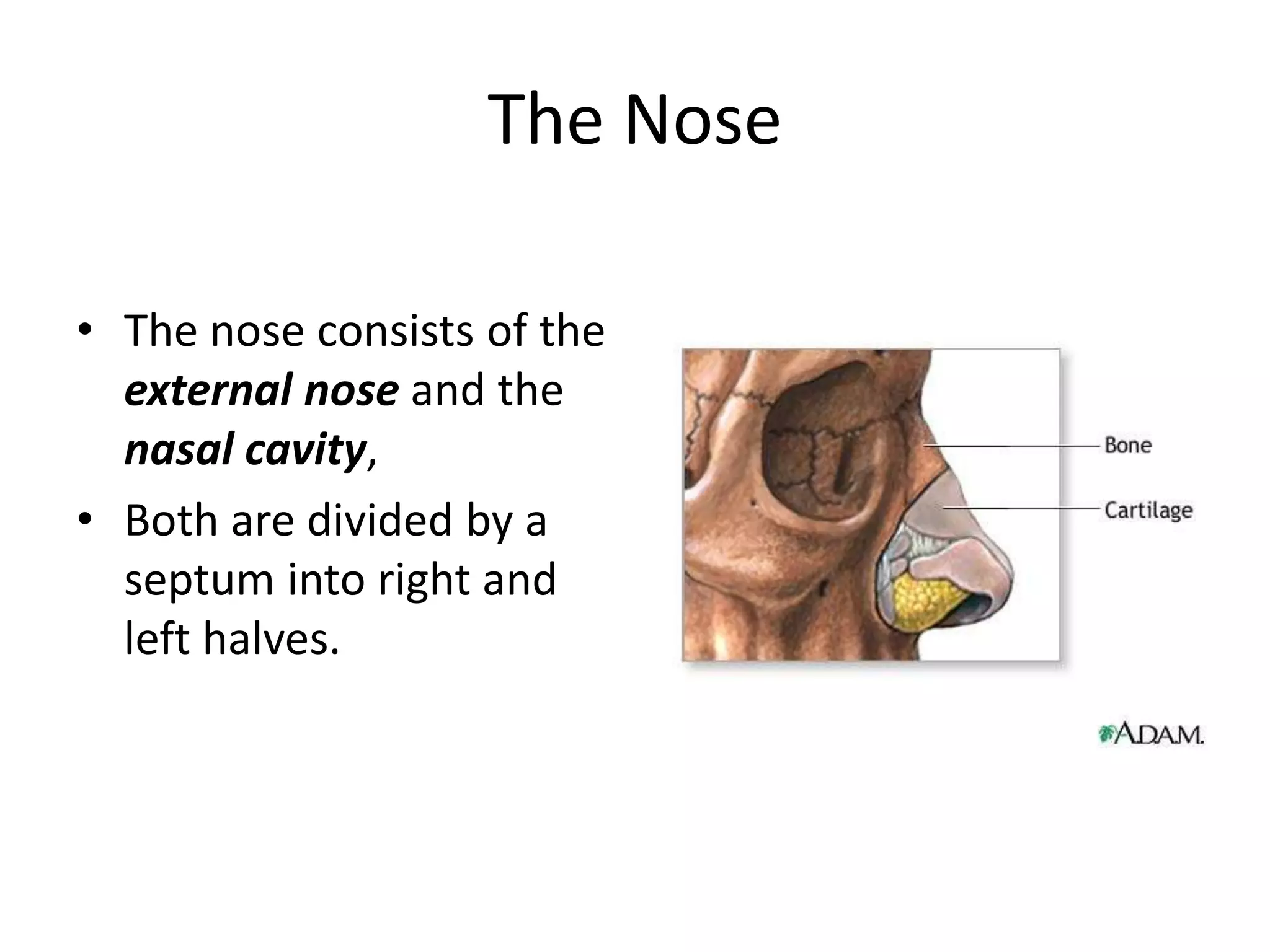 Anatomy of external nose by av sharma | PPTX