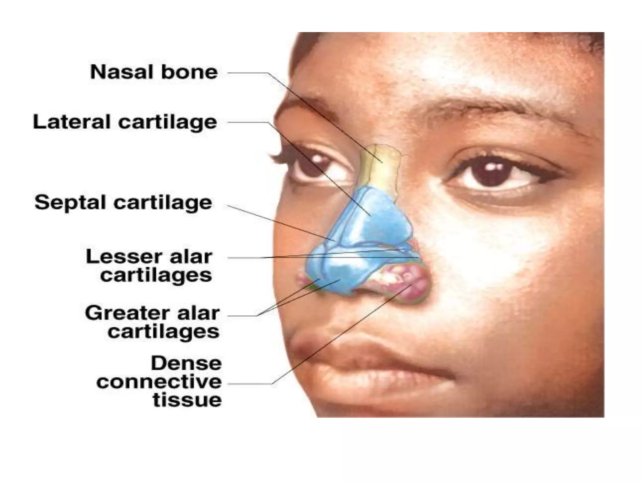 Anatomy of external nose by av sharma | PPTX