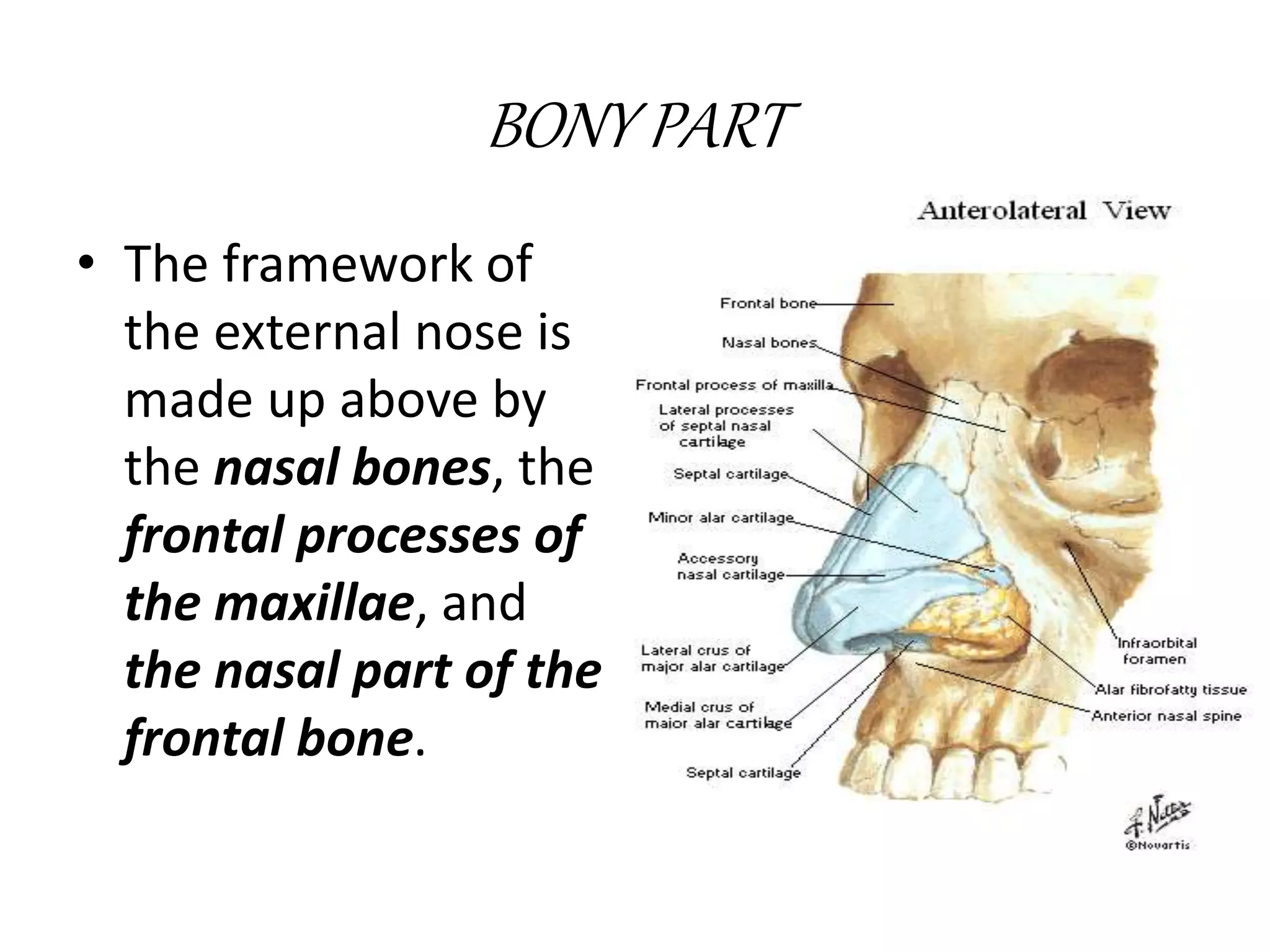 Anatomy of external nose by av sharma | PPTX