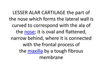 Anatomy of external nose by av sharma | PPTX