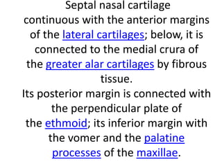 Anatomy of external nose by av sharma | PPTX