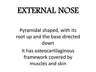 Anatomy of external nose by av sharma | PPTX