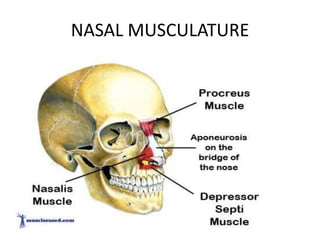 External Nasal Anatomy