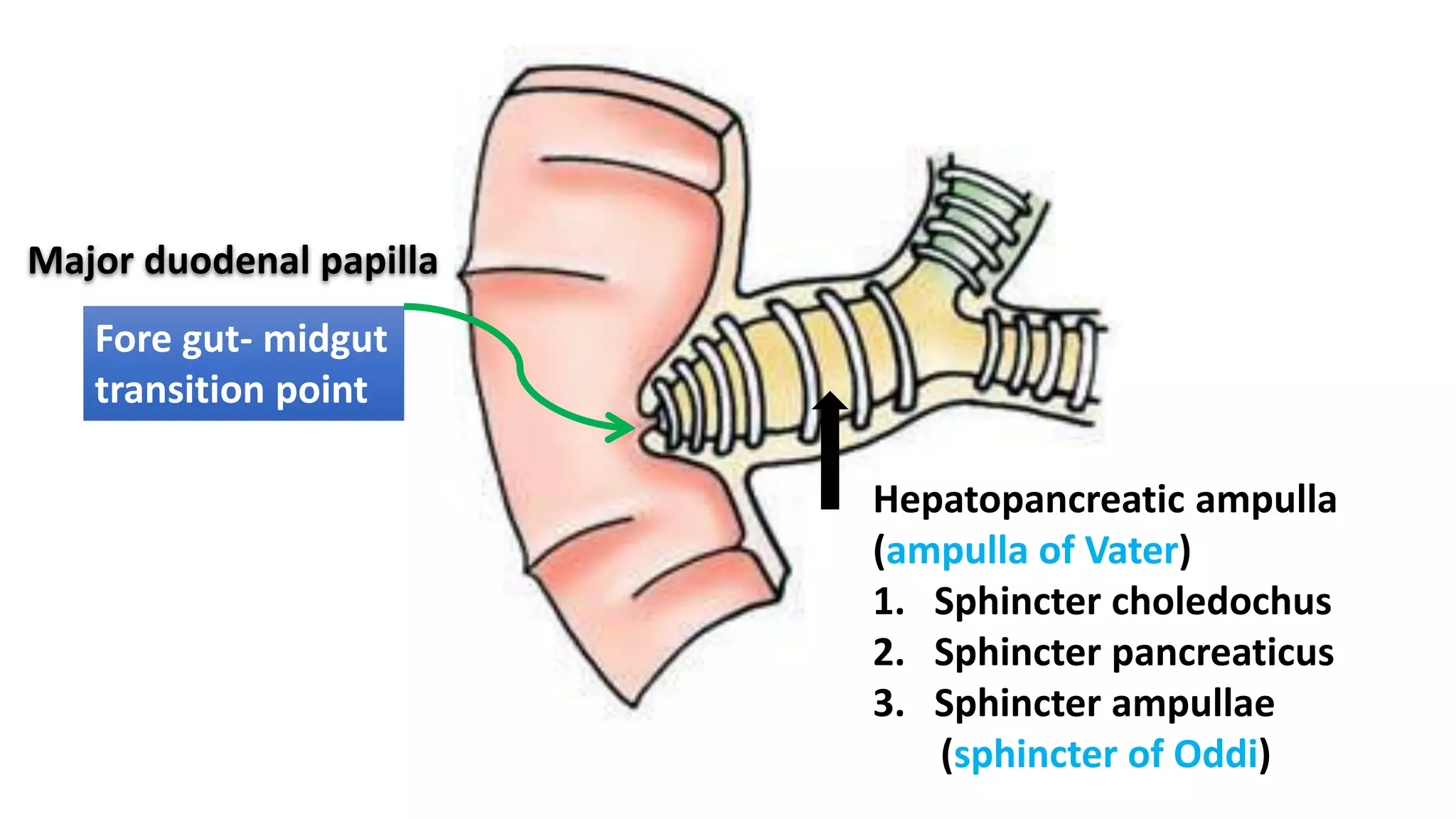 Gross anatomy and histology of extrahepatic biliary apparatus | PDF