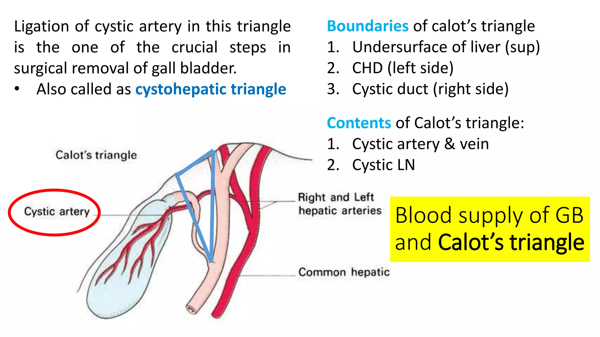 Gross anatomy and histology of extrahepatic biliary apparatus | PDF