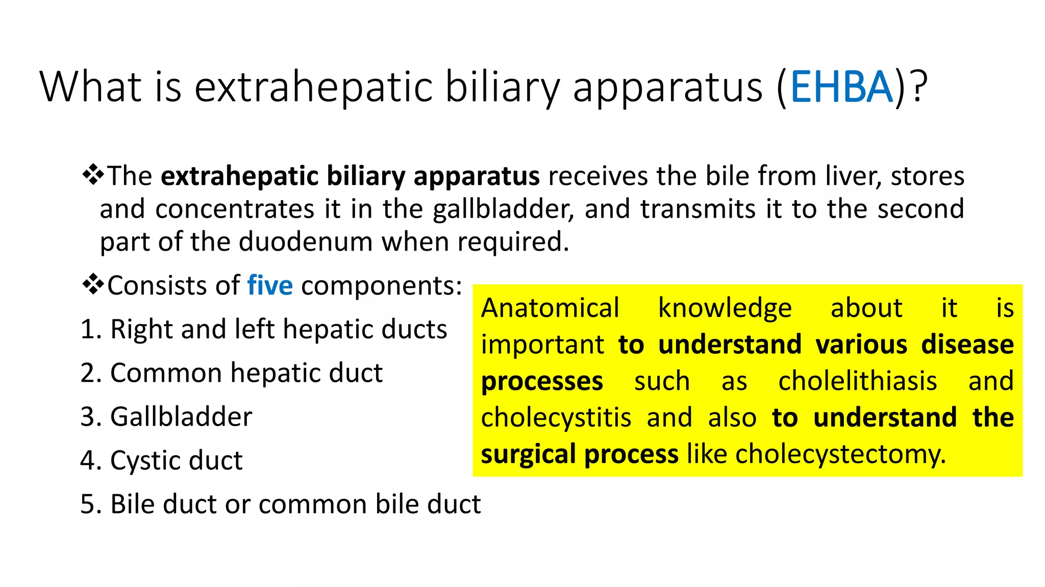 Gross anatomy and histology of extrahepatic biliary apparatus | PDF