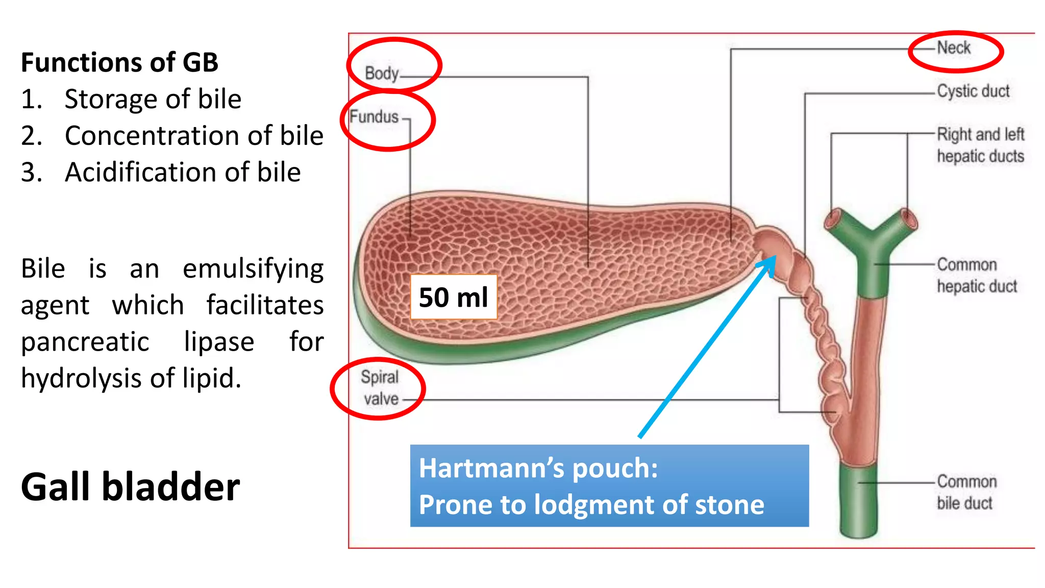 Gross anatomy and histology of extrahepatic biliary apparatus | PDF