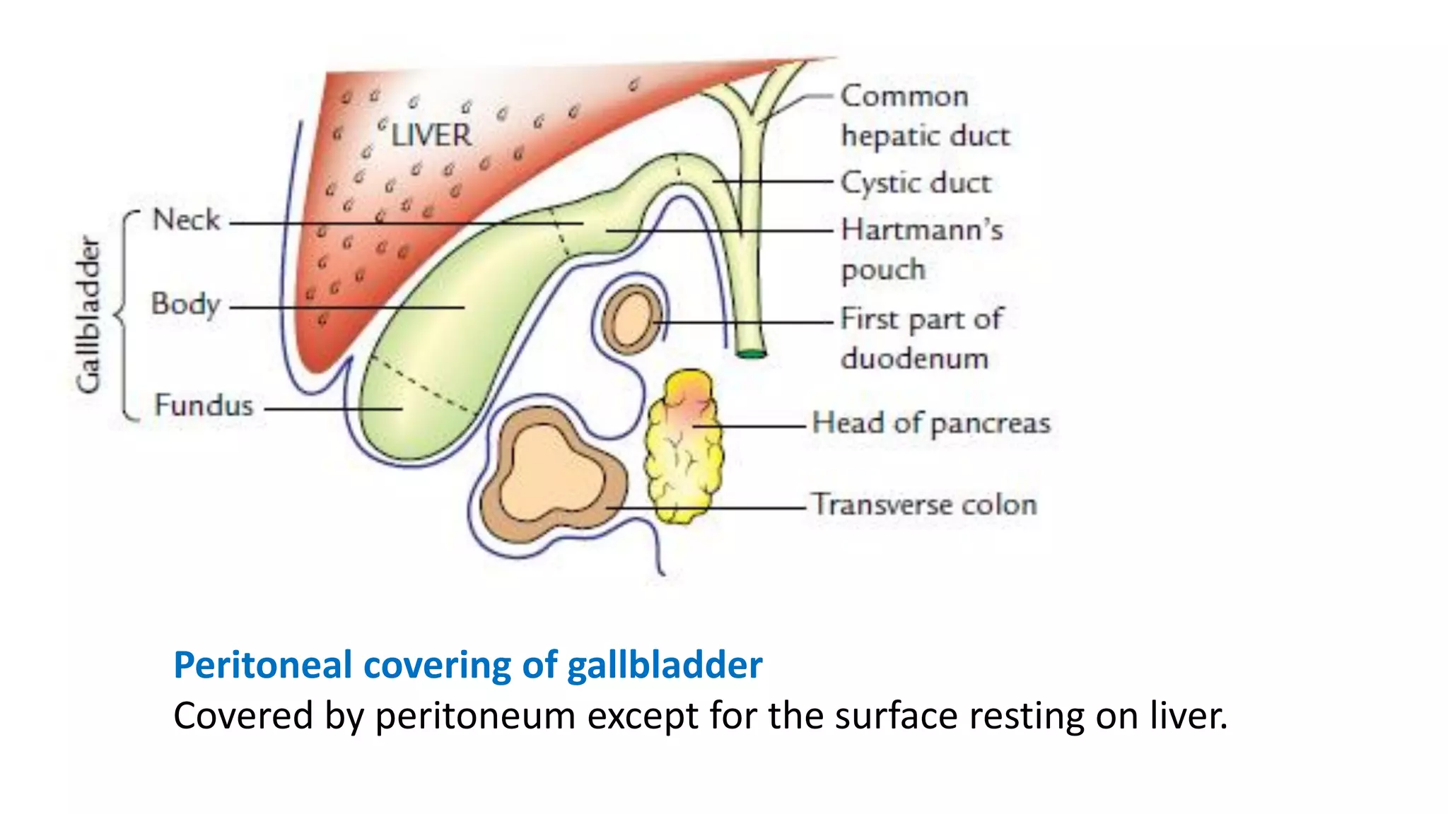 Gross anatomy and histology of extrahepatic biliary apparatus | PDF