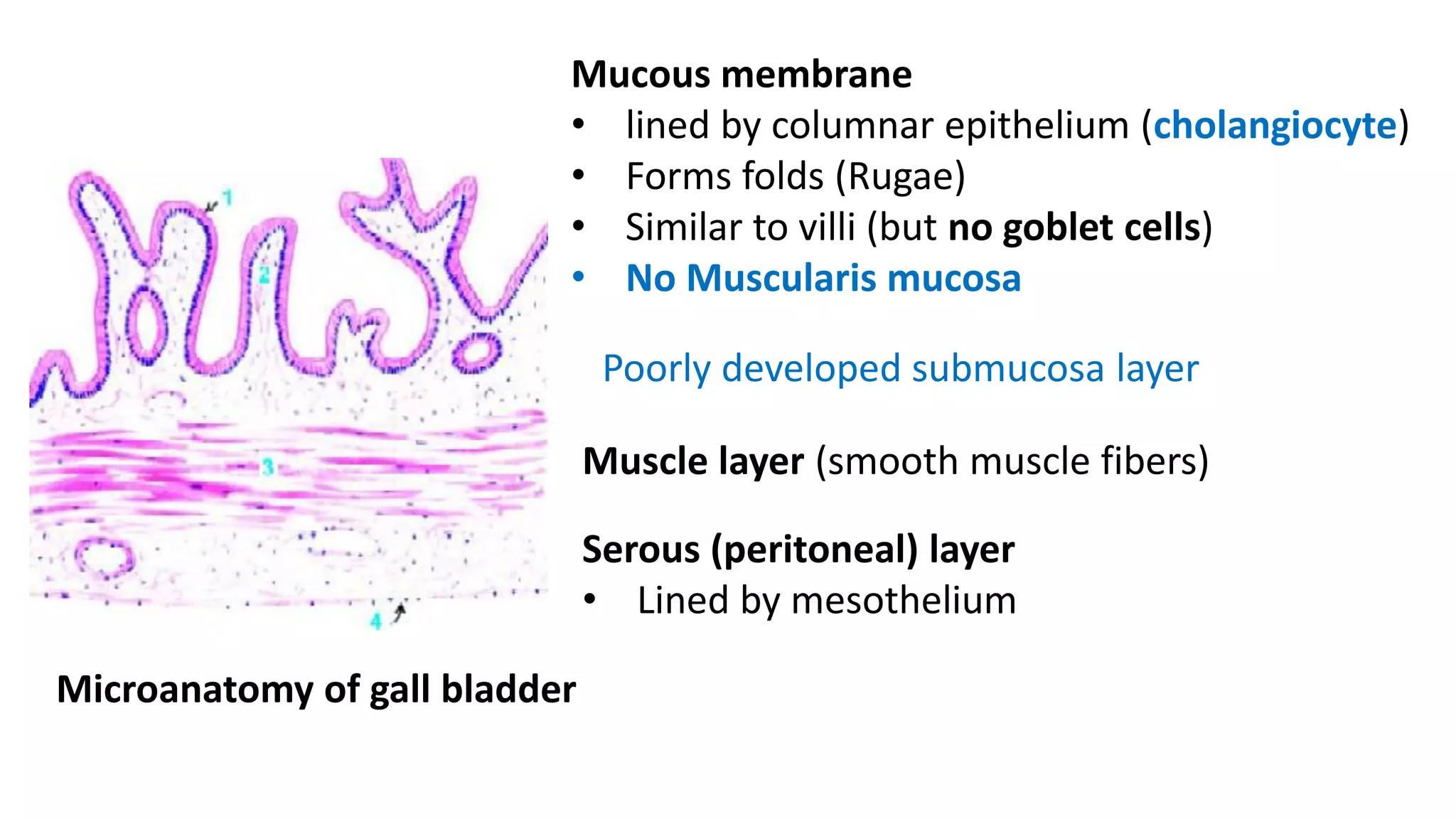 Gross anatomy and histology of extrahepatic biliary apparatus | PDF
