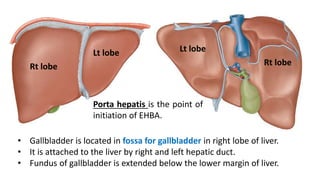 Gross anatomy and histology of extrahepatic biliary apparatus | PDF