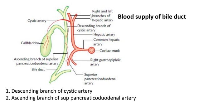 Gross anatomy and histology of extrahepatic biliary apparatus