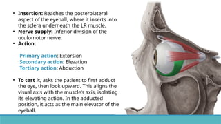Anatomy of extra ocular muscles .pptx