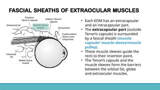 Anatomy of extra ocular muscles .pptx