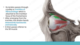 .. Anatomy of extra ocular muscles-2.pptx