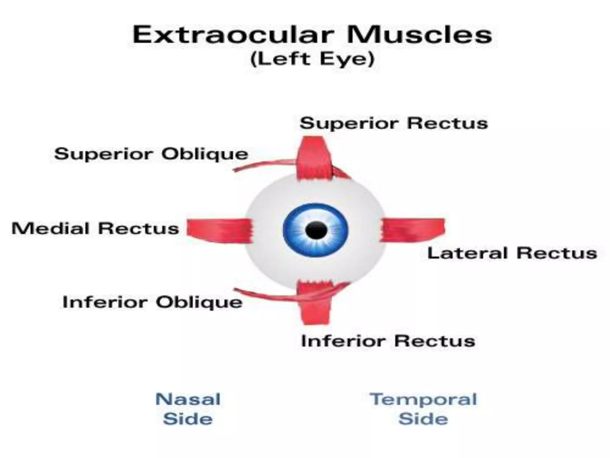 Anatomy of extra ocular muscles | PPTX