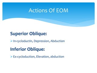 Anatomy of extra ocular muscles | PPTX