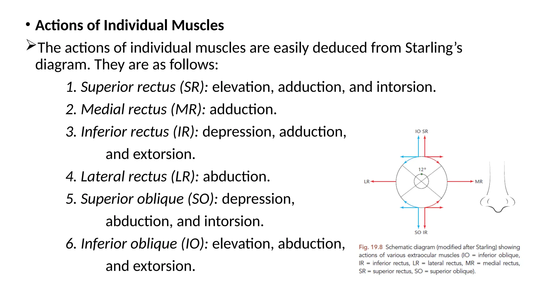 ANATOMY in detail OF EXTRAOCULAR MUSCLES.pptx