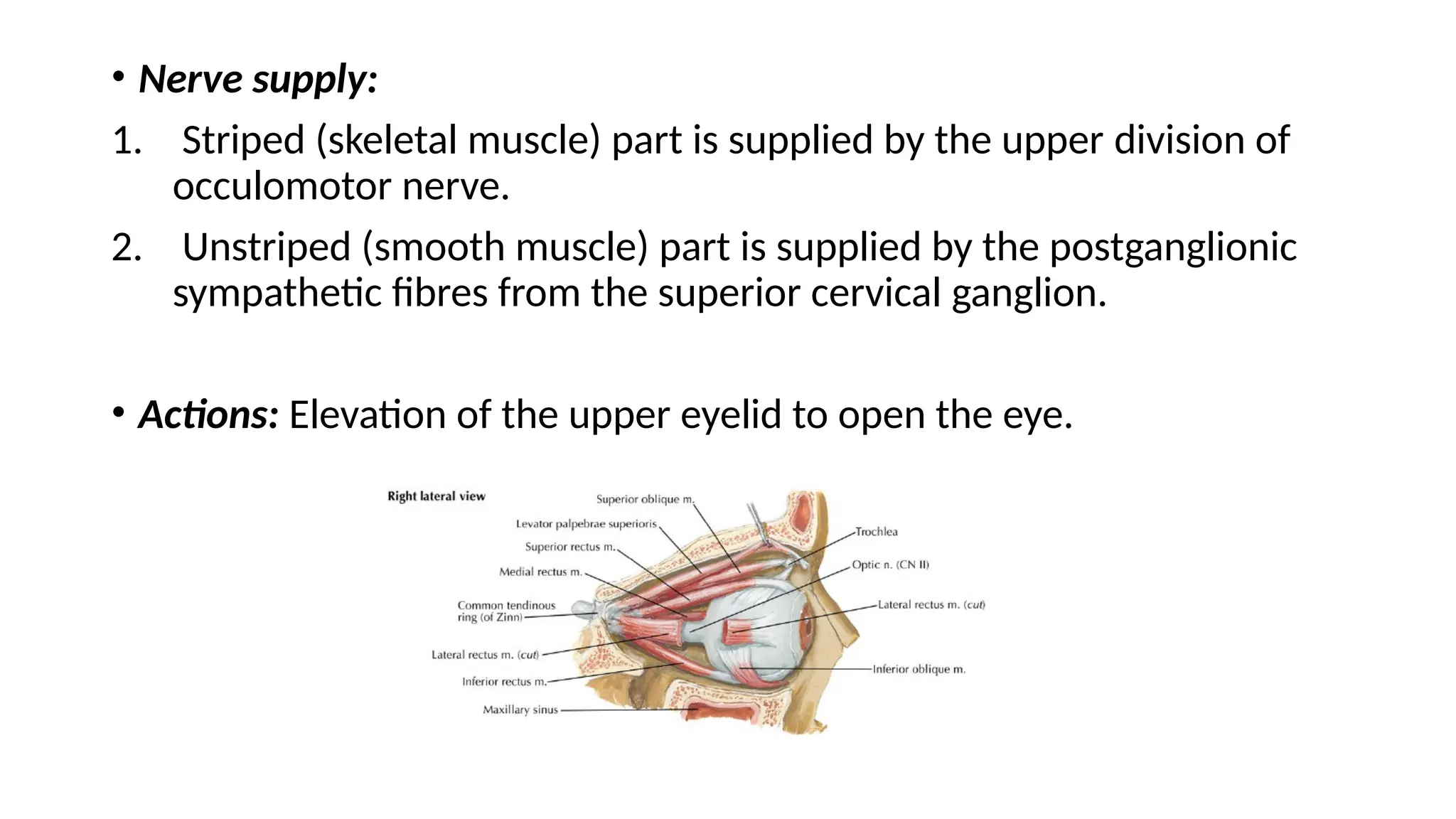 ANATOMY in detail OF EXTRAOCULAR MUSCLES.pptx