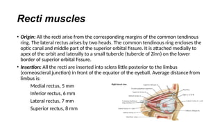 ANATOMY in detail OF EXTRAOCULAR MUSCLES.pptx